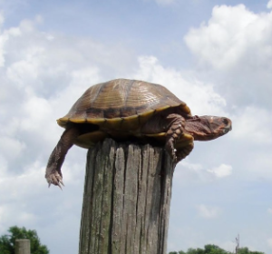 Turtle on a Fence Post - Your Friend 4 Life